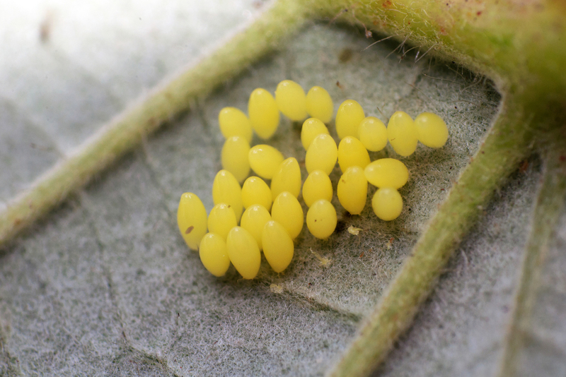 Adalia bipunctata - Roofkever voor Plaagbestrijding