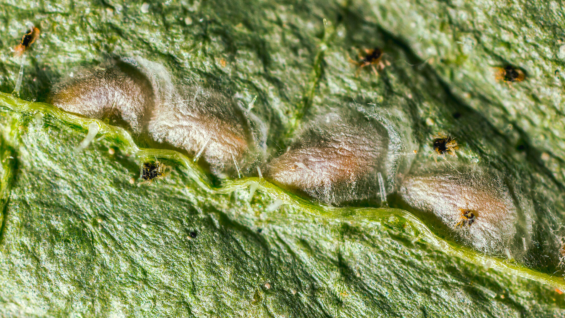 Feltiella acarisuga: Biologische Bestrijding van Spint
