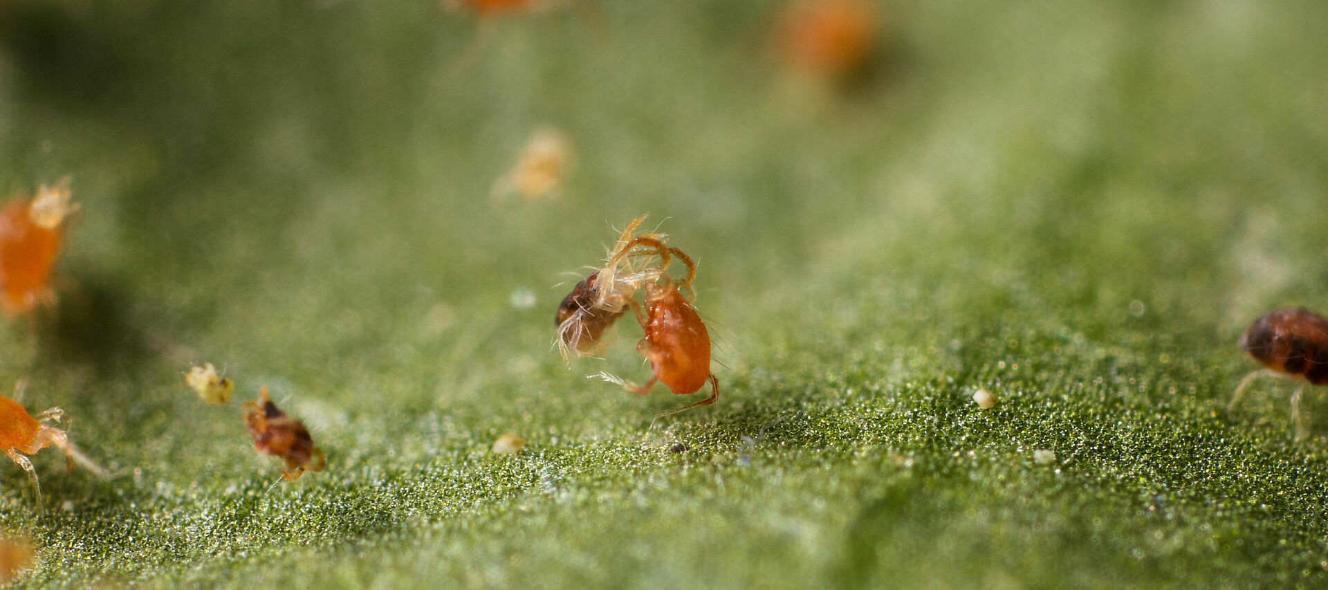 Phytoseiulus persimilis - Roofmijt tegen spint