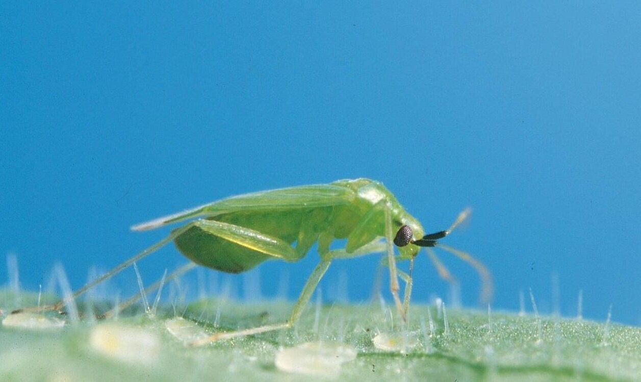 Macrolophus in een tijdelijke dip? | Koppert Nederland
