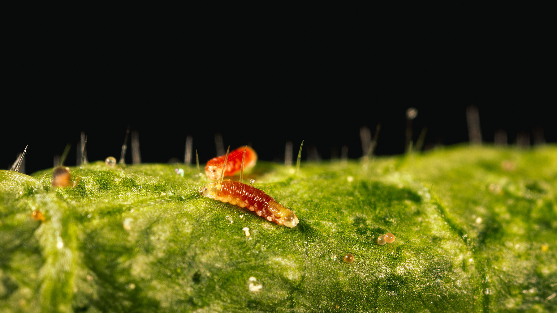 Feltiella acarisuga: Biologische Bestrijding van Spint