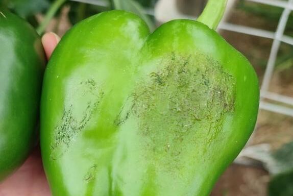 Let op een nieuwe tripssoort in uw gewas! | Koppert Nederland