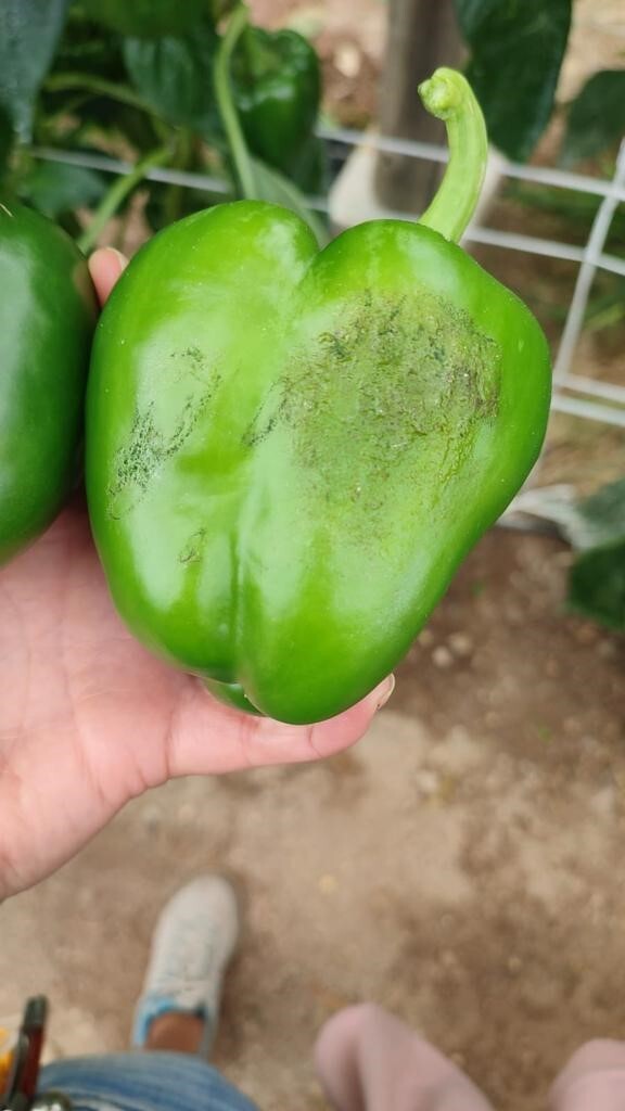 Let op een nieuwe tripssoort in uw gewas! | Koppert Nederland