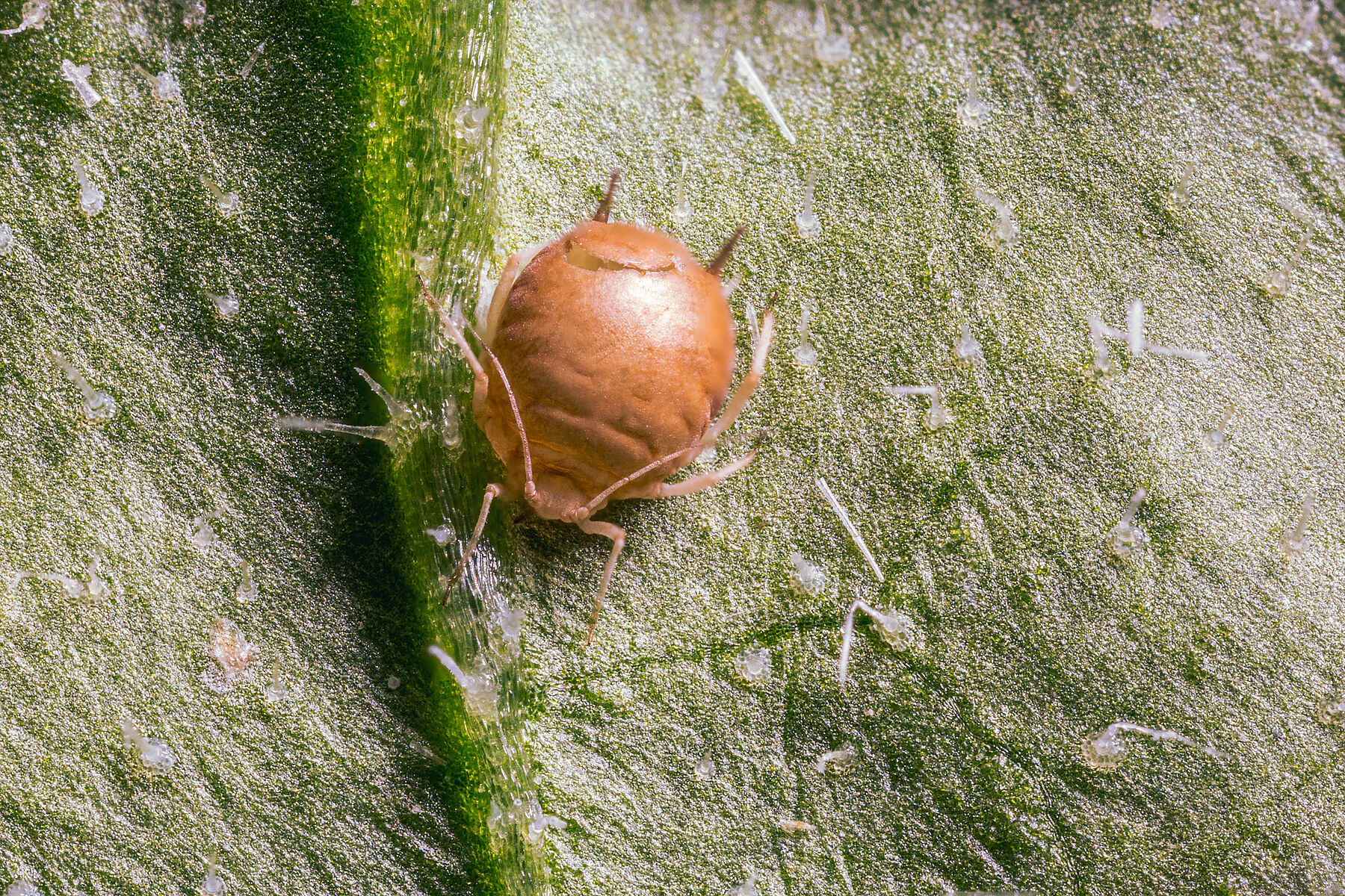 Aphidius colemani (Sluipwesp): Biologische Bestrijding van Bladluizen