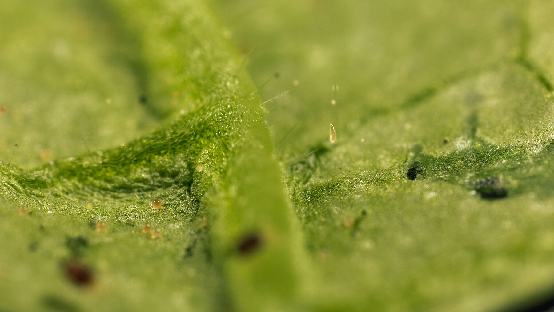 Feltiella acarisuga: Biologische Bestrijding van Spint