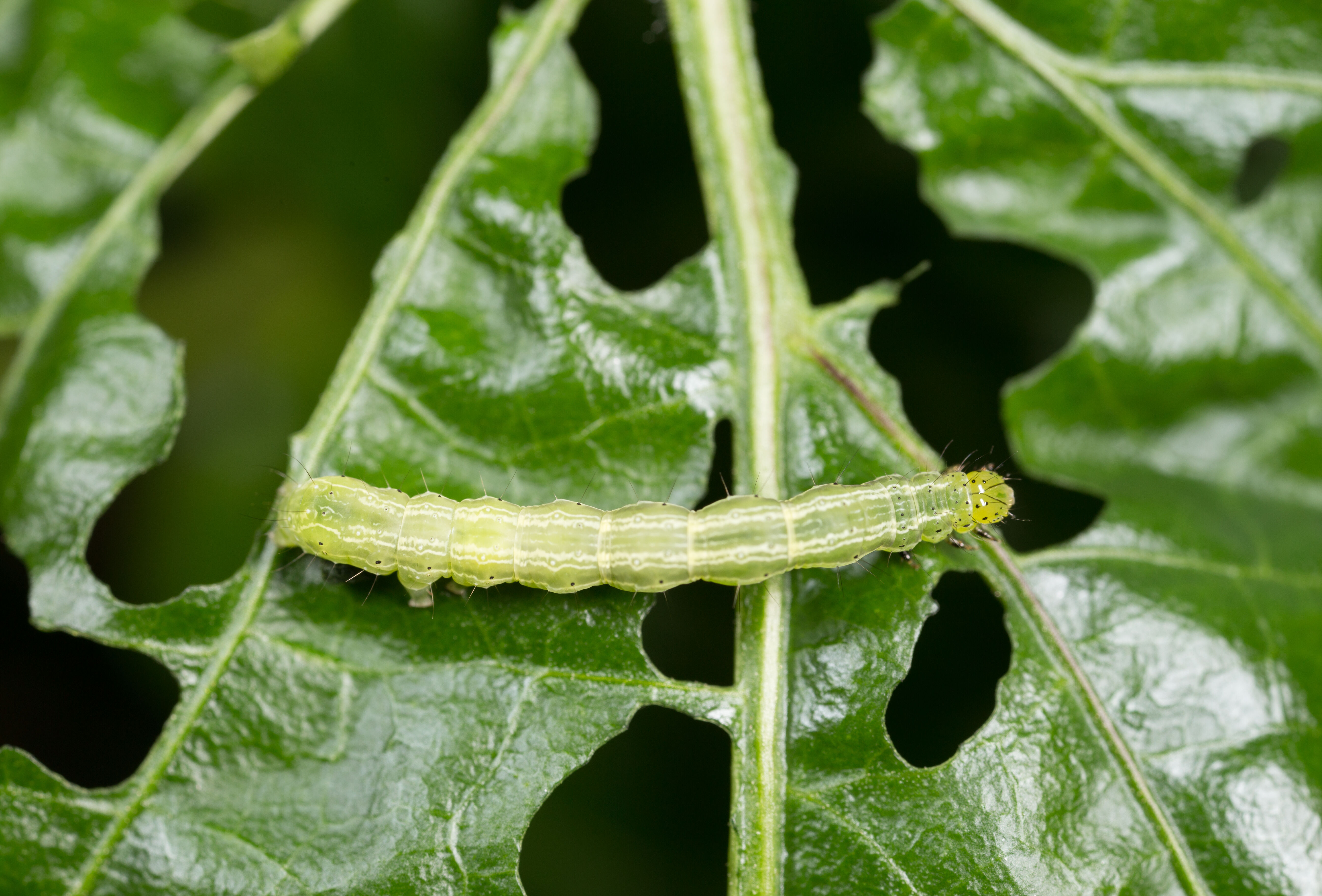 Rupsen beter onder controle! | Koppert Nederland