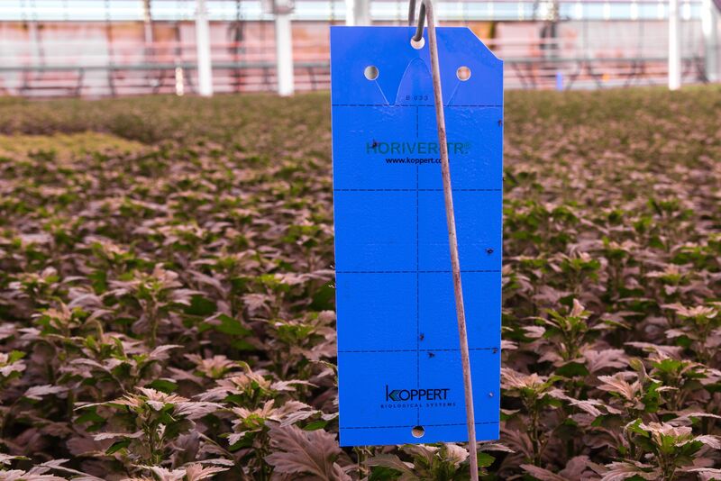 De Perfecte Chrysant: Montdo-Mite en Chrysopa-E pakken trips en luizen goed aan | Koppert Nederland