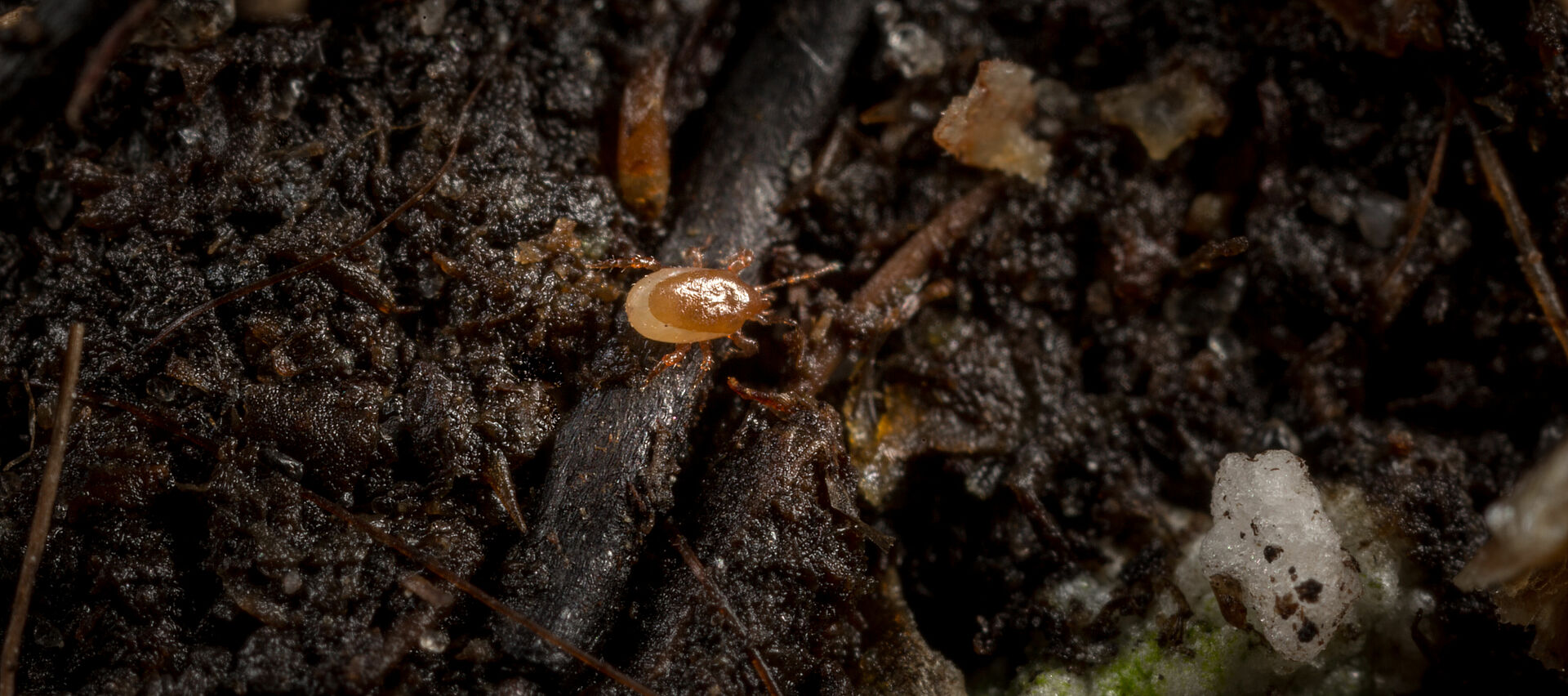 Macrocheles robustulus - Roofmijt voor Biologische bestrijding
