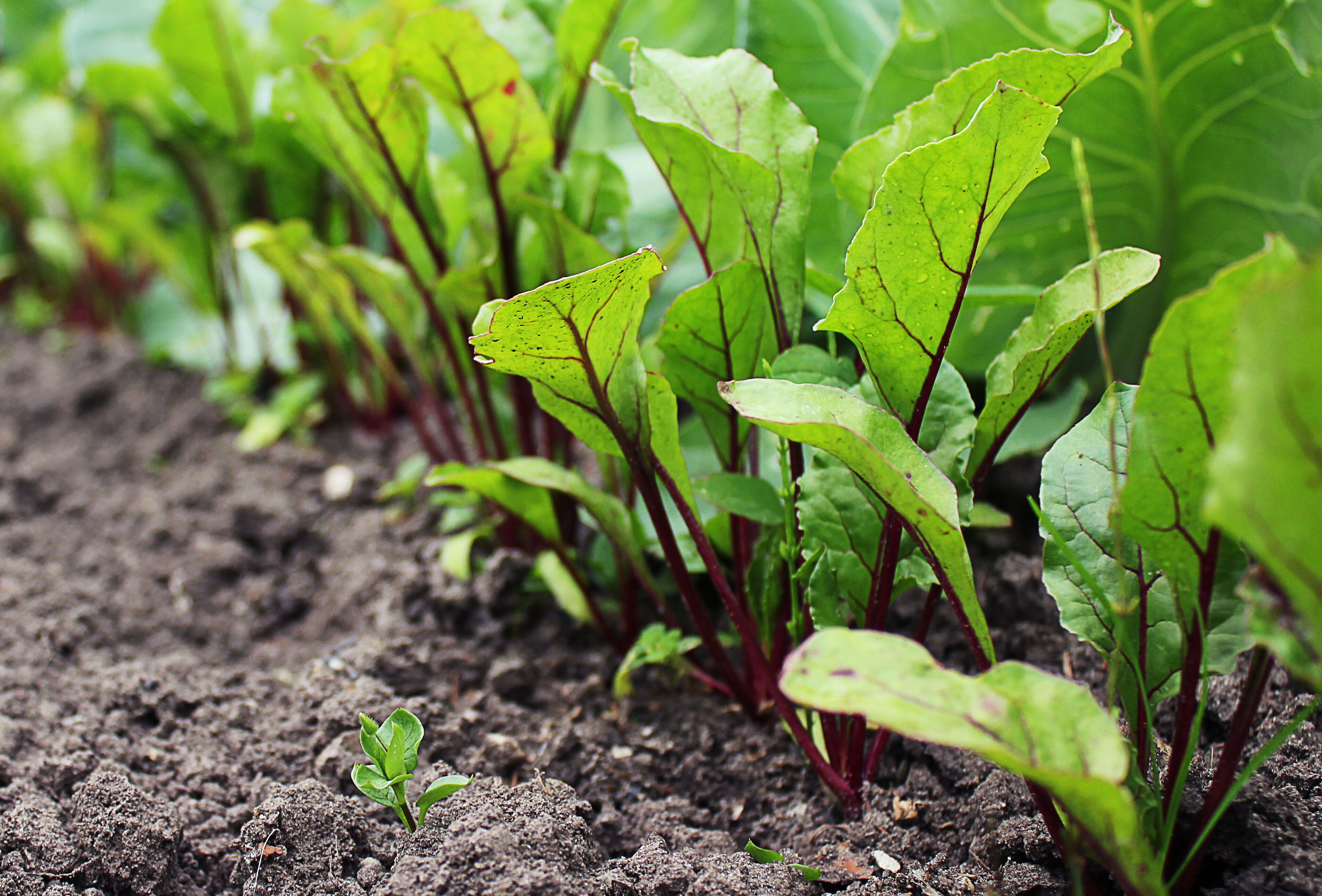 Rode biet | Koppert Nederland