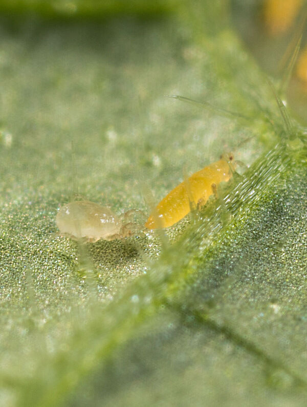 Transeius montdorensis - Roofmijt voor Biologische bestrijding
