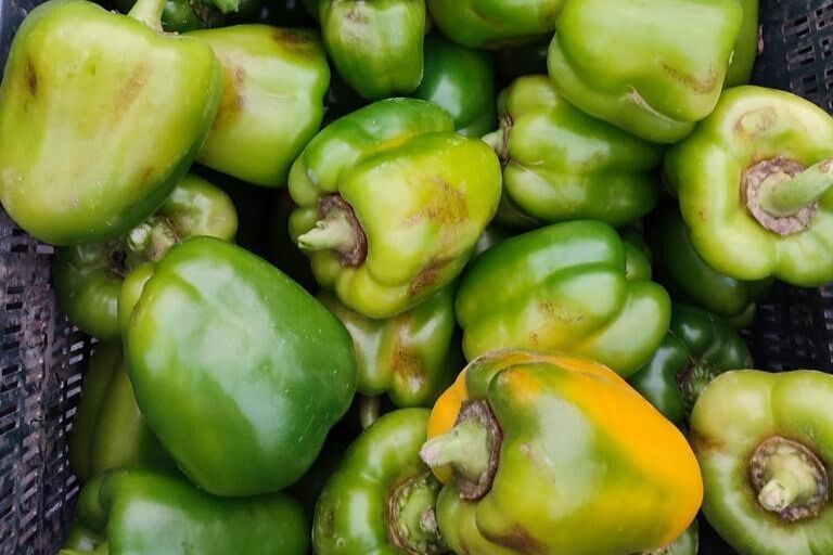 Let op een nieuwe tripssoort in uw gewas! | Koppert Nederland