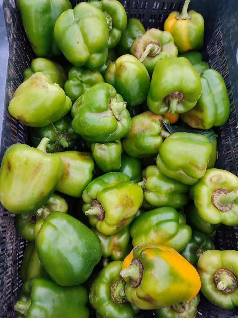 Let op een nieuwe tripssoort in uw gewas! | Koppert Nederland