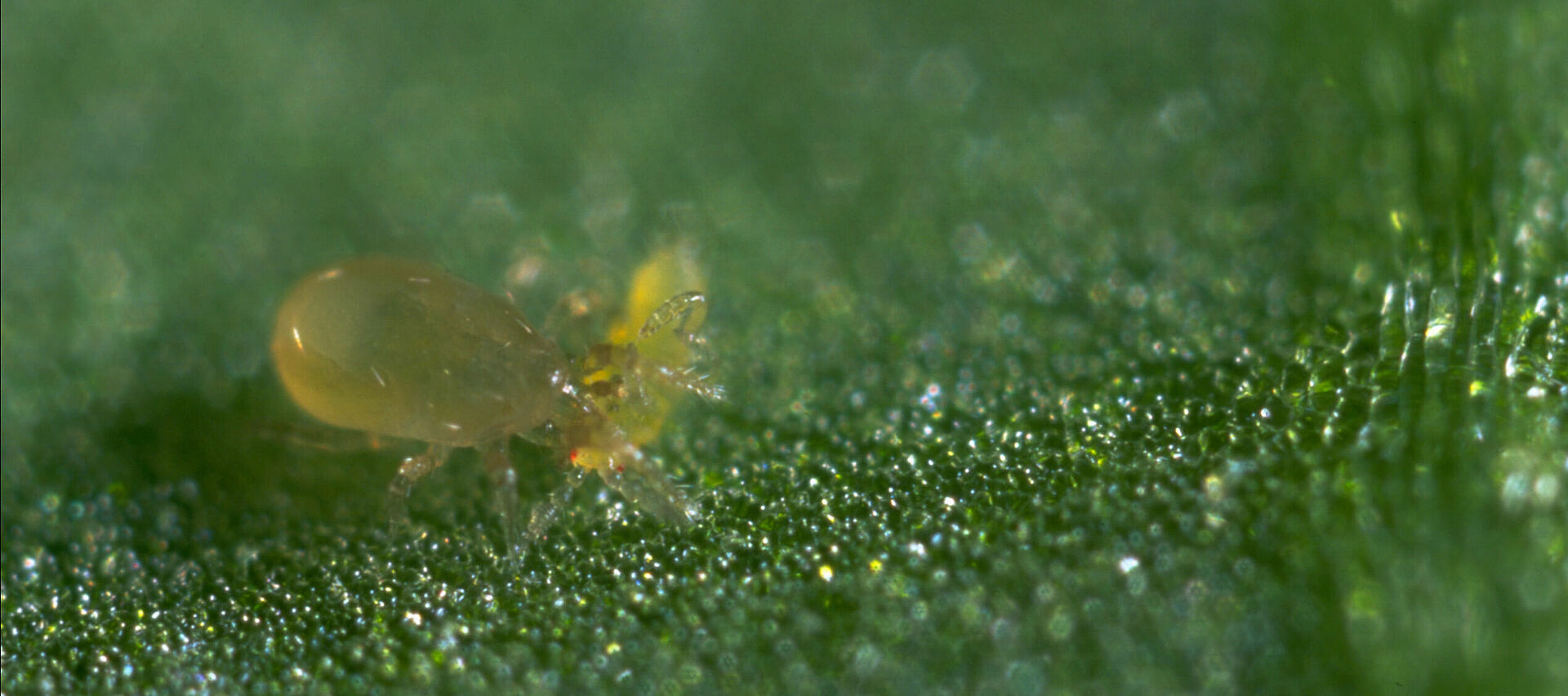 Neoseiulus cucumeris - Roofmijt tegen trips