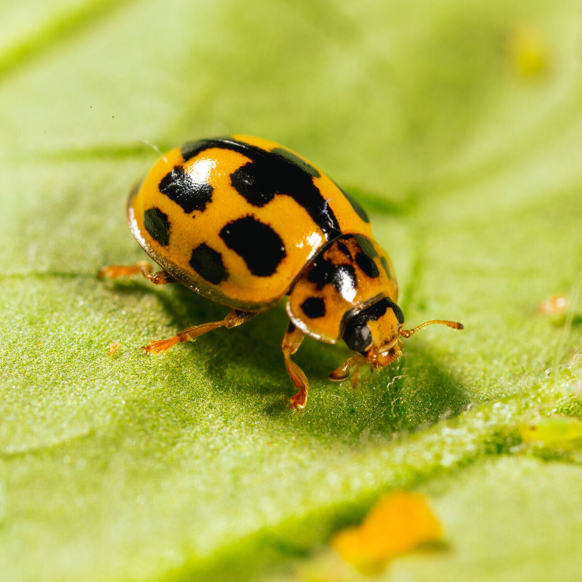 Propylea | Bladluisbestrijding | Roofkevers