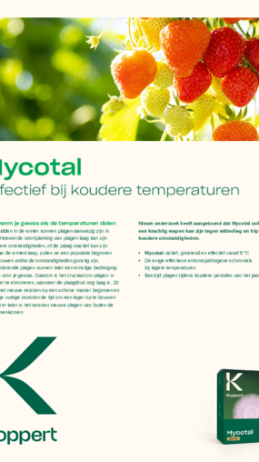 Mycotal - Effectief in koudere temperaturen | Koppert Nederland