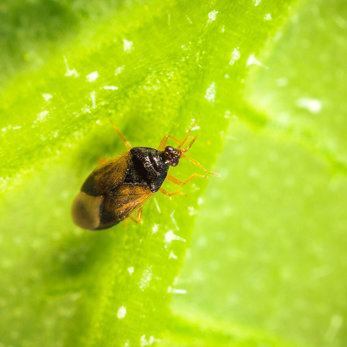 Orius-M | Koppert Producten