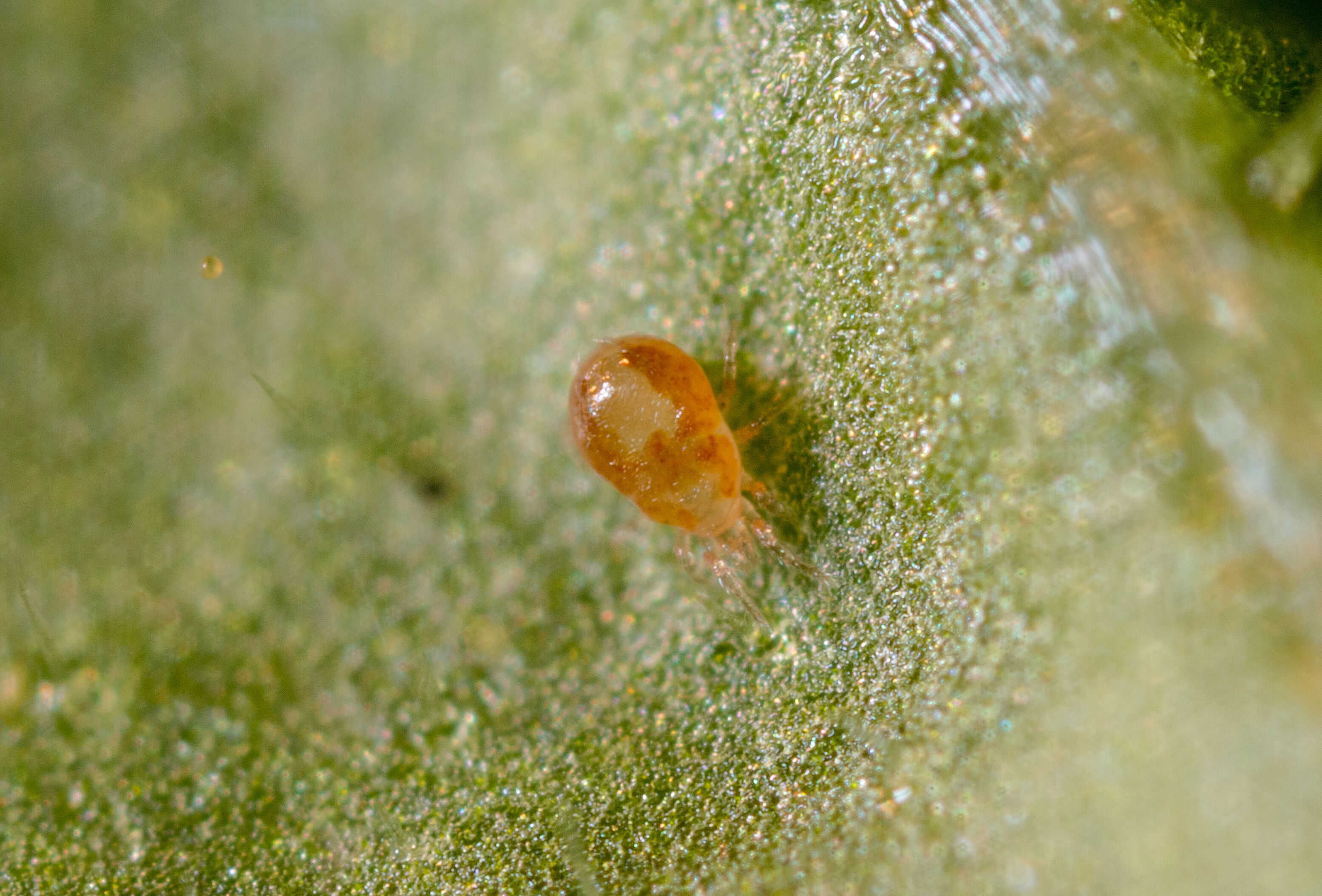 Neoseiulus californicus - Roofmijt tegen spint