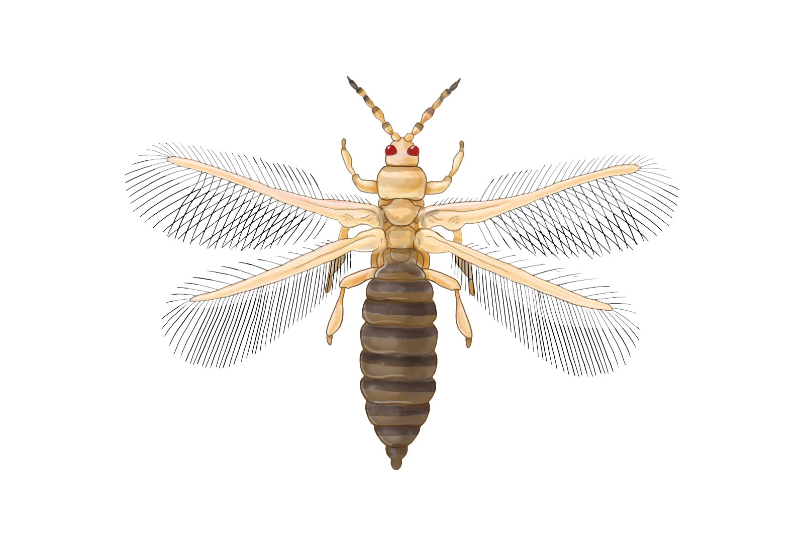 Trips - Bestrijding, schade en ontwikkeling