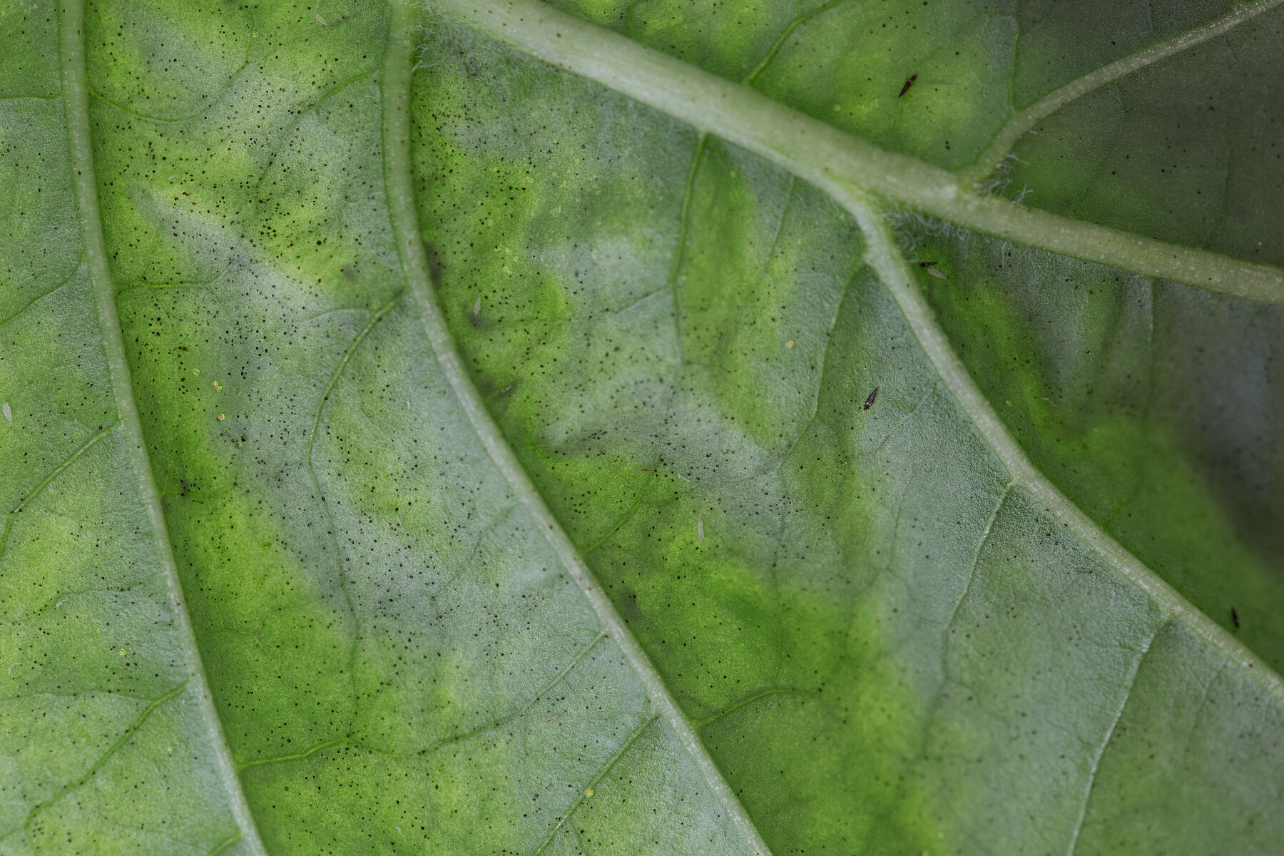 Echinothrips americanus - Bestrijding, schade en ontwikkeling