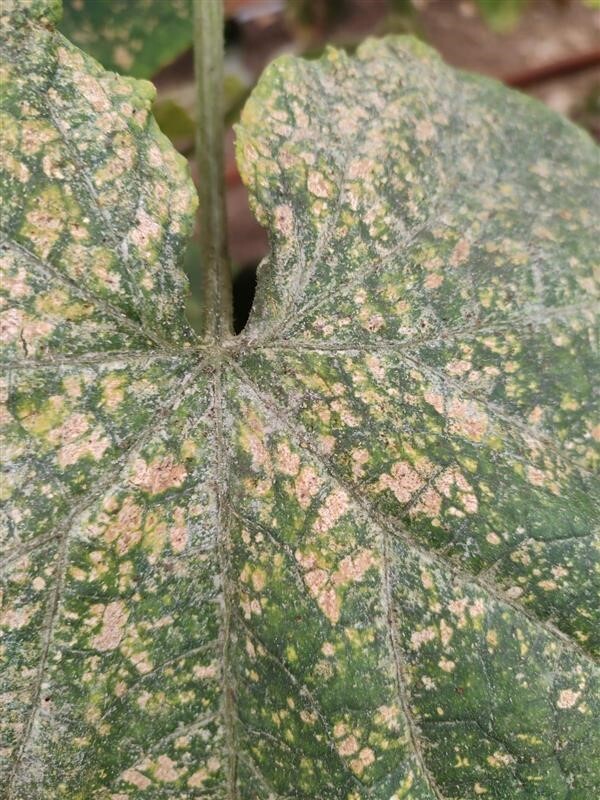 Let op een nieuwe tripssoort in uw gewas! | Koppert Nederland