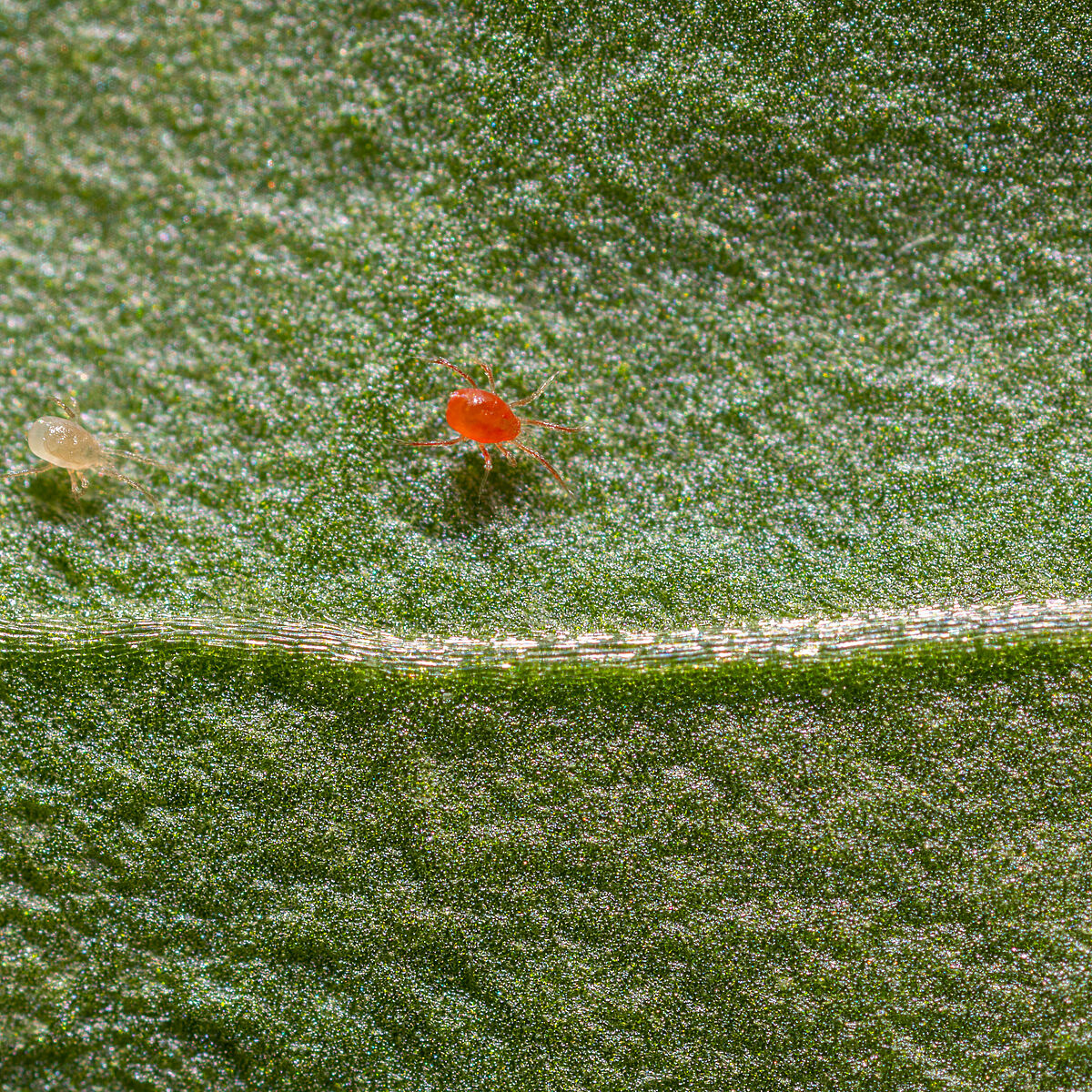 Spidex Vital | Spint bestrijden | Roofmijten (Phytoseiulus persimilis)