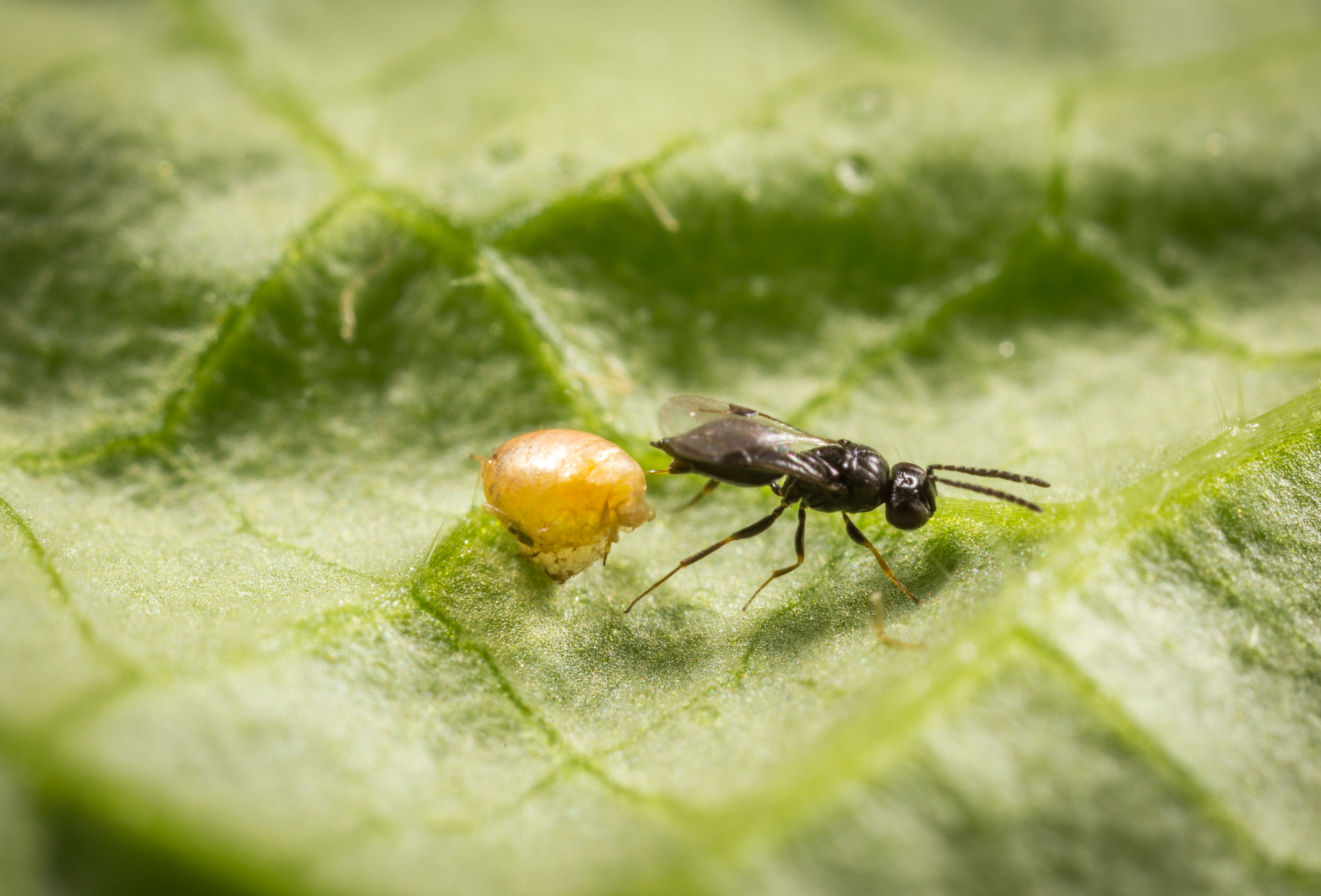 Hyperparasieten: hou ze in de gaten! | Koppert Nederland