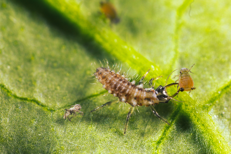 Chrysoperla carnea - Groene gaasvlieg voor plaagbestrijding