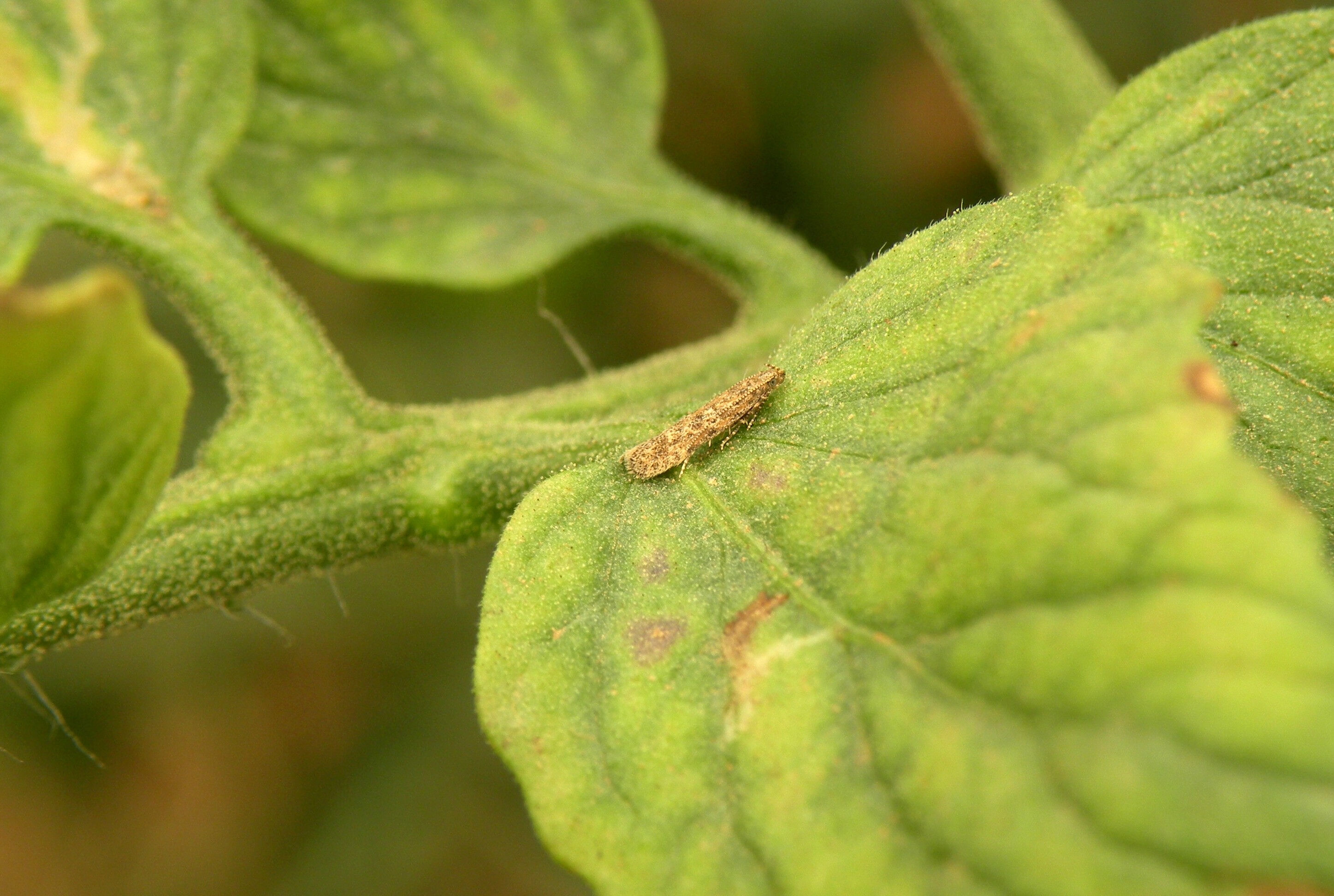 Tuta absoluta in tomaat: lokken en bestrijden | Koppert Nederland