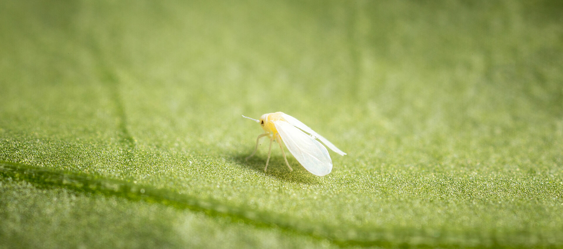 Witte vlieg - Bestrijding, schade en ontwikkeling