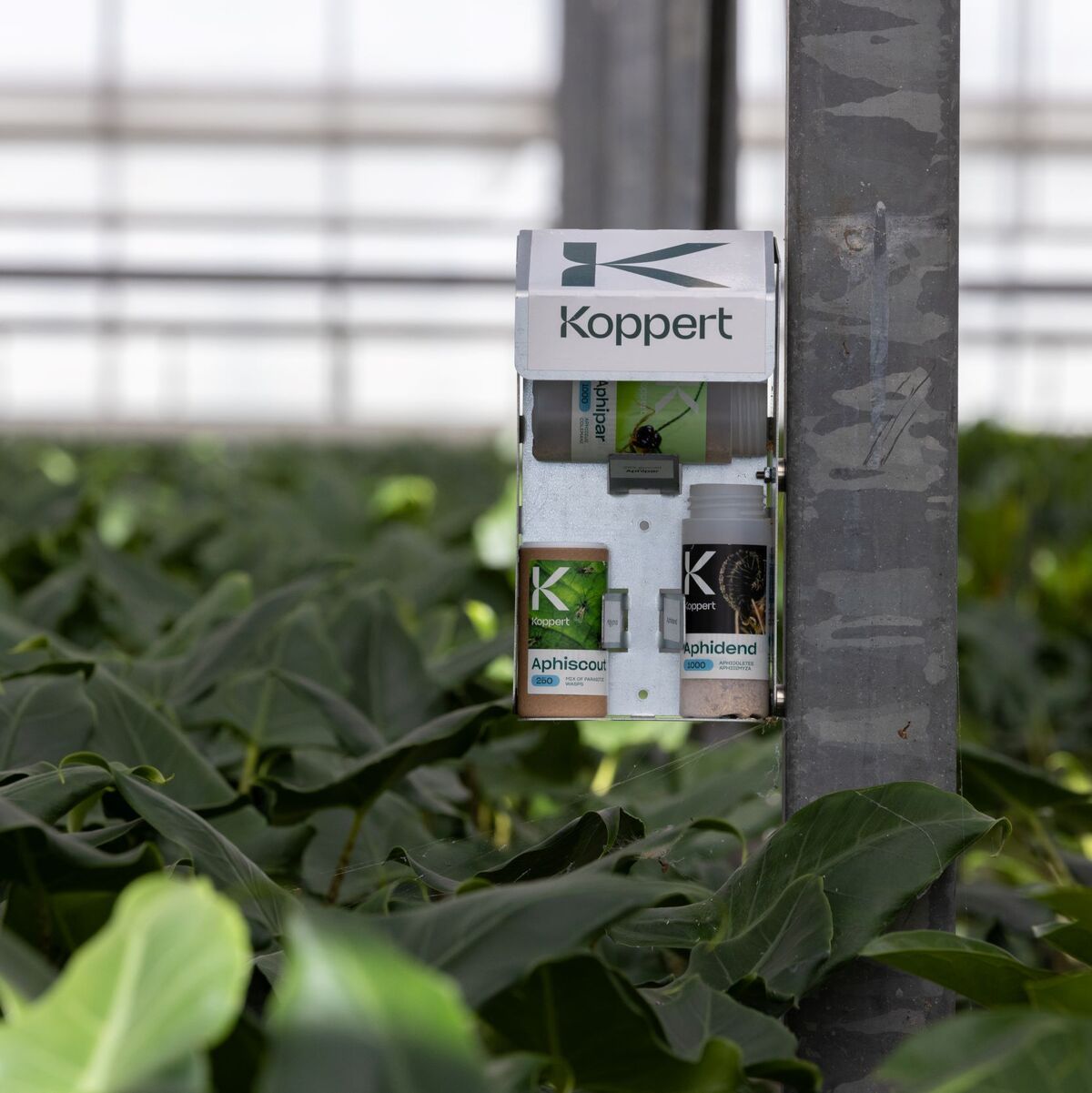 Aphid-BioStation | Verbeter de bestrijding van bladluis