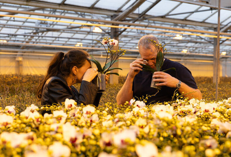 Succesvolle biologische wolluisbestrijding bij Pannekoek Orchideeën ...