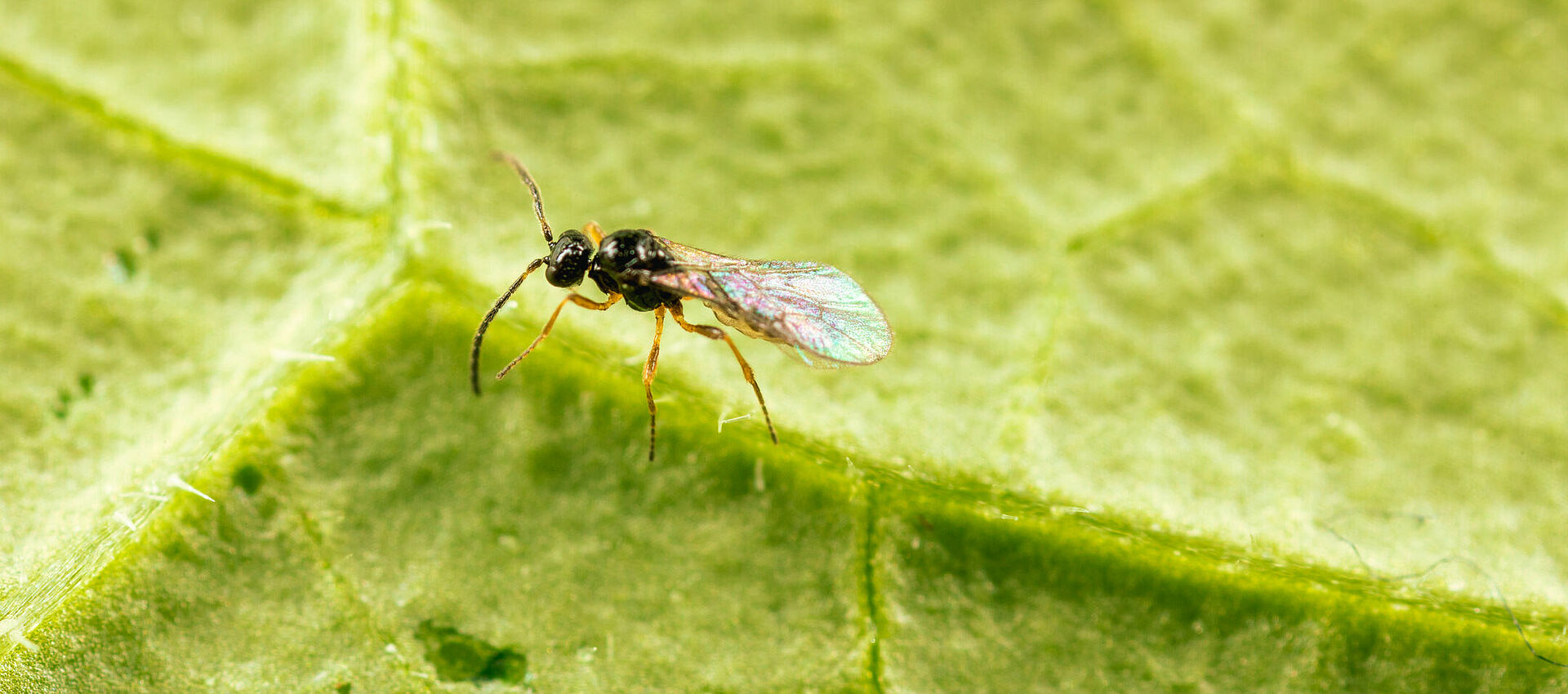 Ephedrus cerasicola (Parasitic Wasp): Biological Control of Aphids