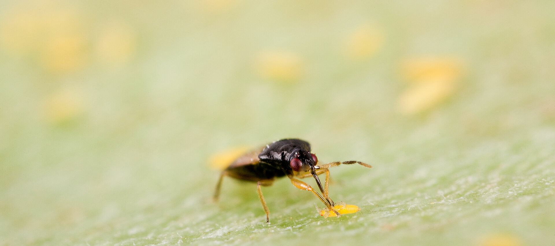 Roofinsecten voor ongediertebestrijding