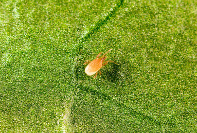 Nieuwe verpakkingsgrootte beschikbaar voor Entomite-M | Koppert Nederland