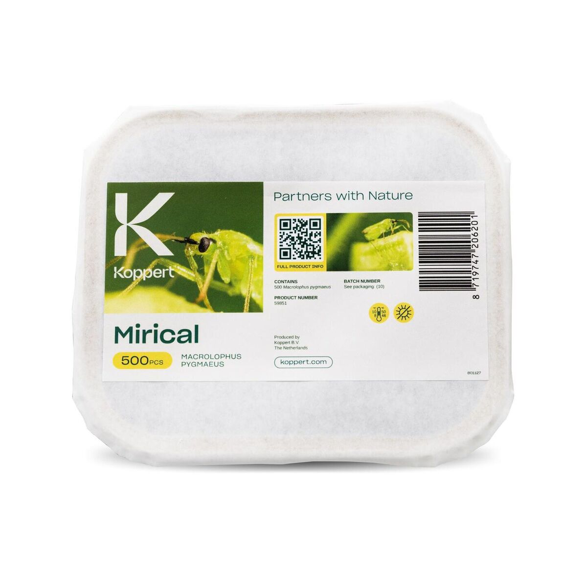 Mirical | Plaagbestrijding | Roofwantsen (Macrolophus pygmaeus)