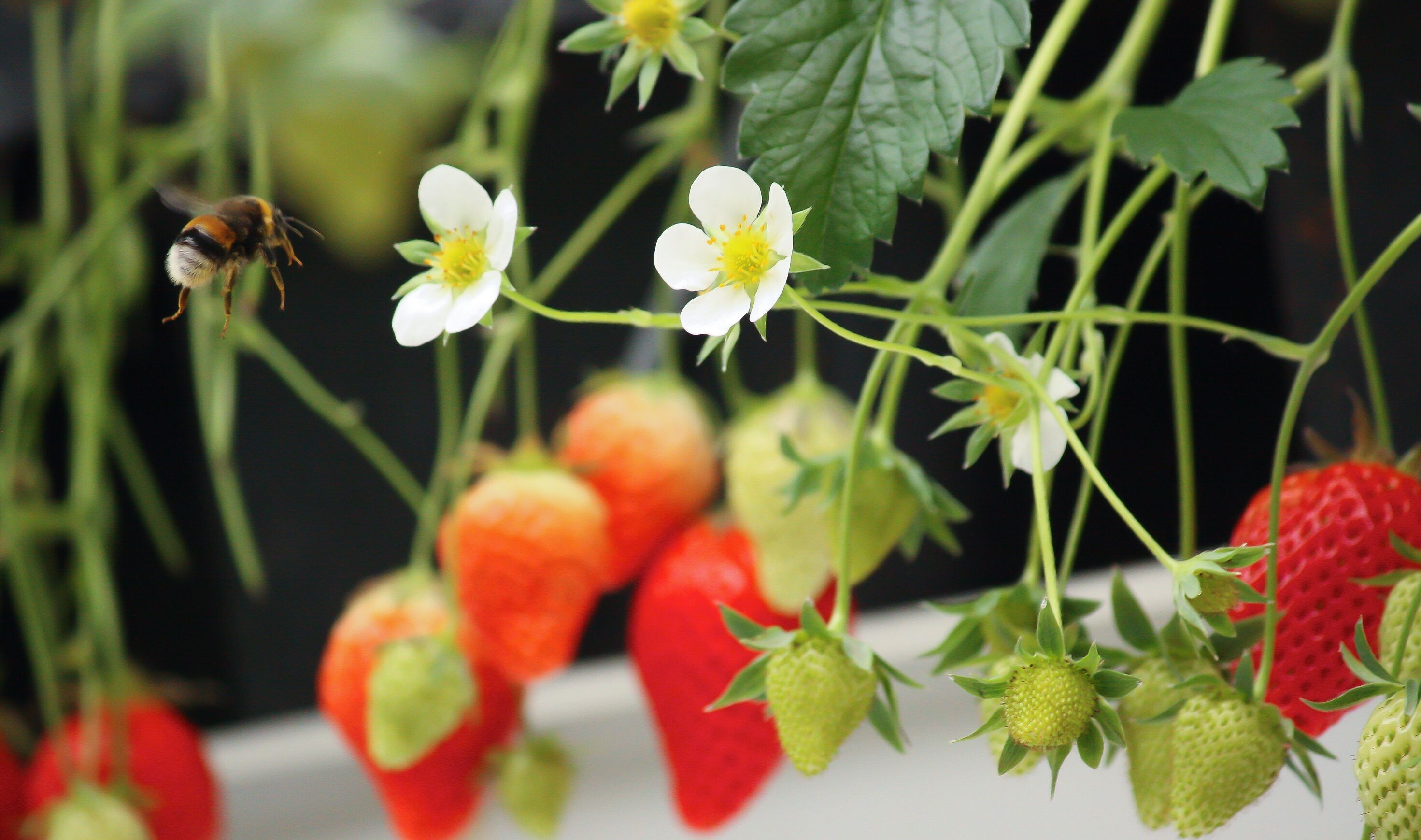 Uit hun winterslaap en klaar voor de bestuiving van aardbeien | Koppert ...