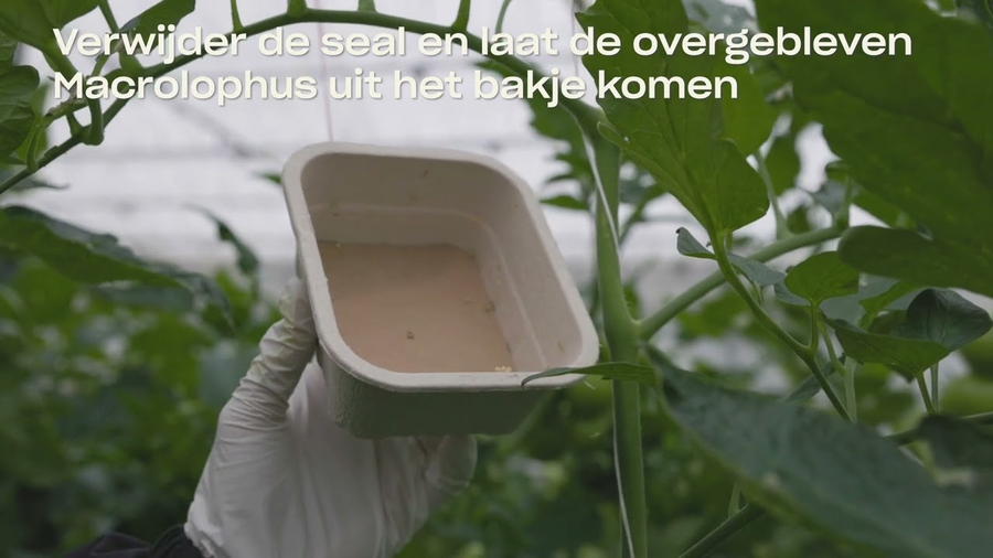 Mirical – optimale bestrijding van wittevlieg met revolutionair ...