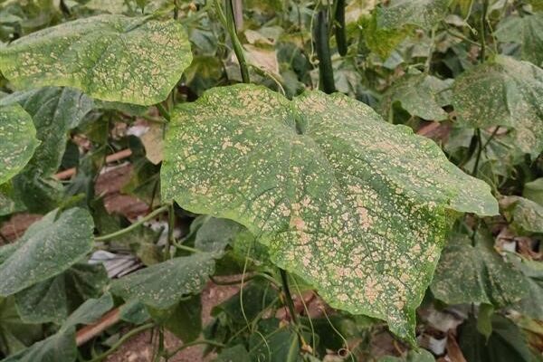 Let op een nieuwe tripssoort in uw gewas! | Koppert Nederland