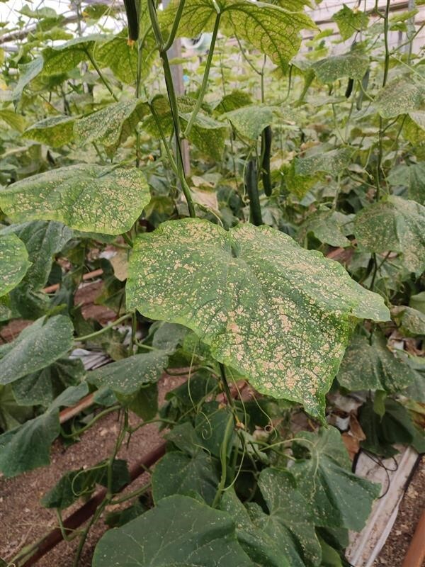 Let op een nieuwe tripssoort in uw gewas! | Koppert Nederland