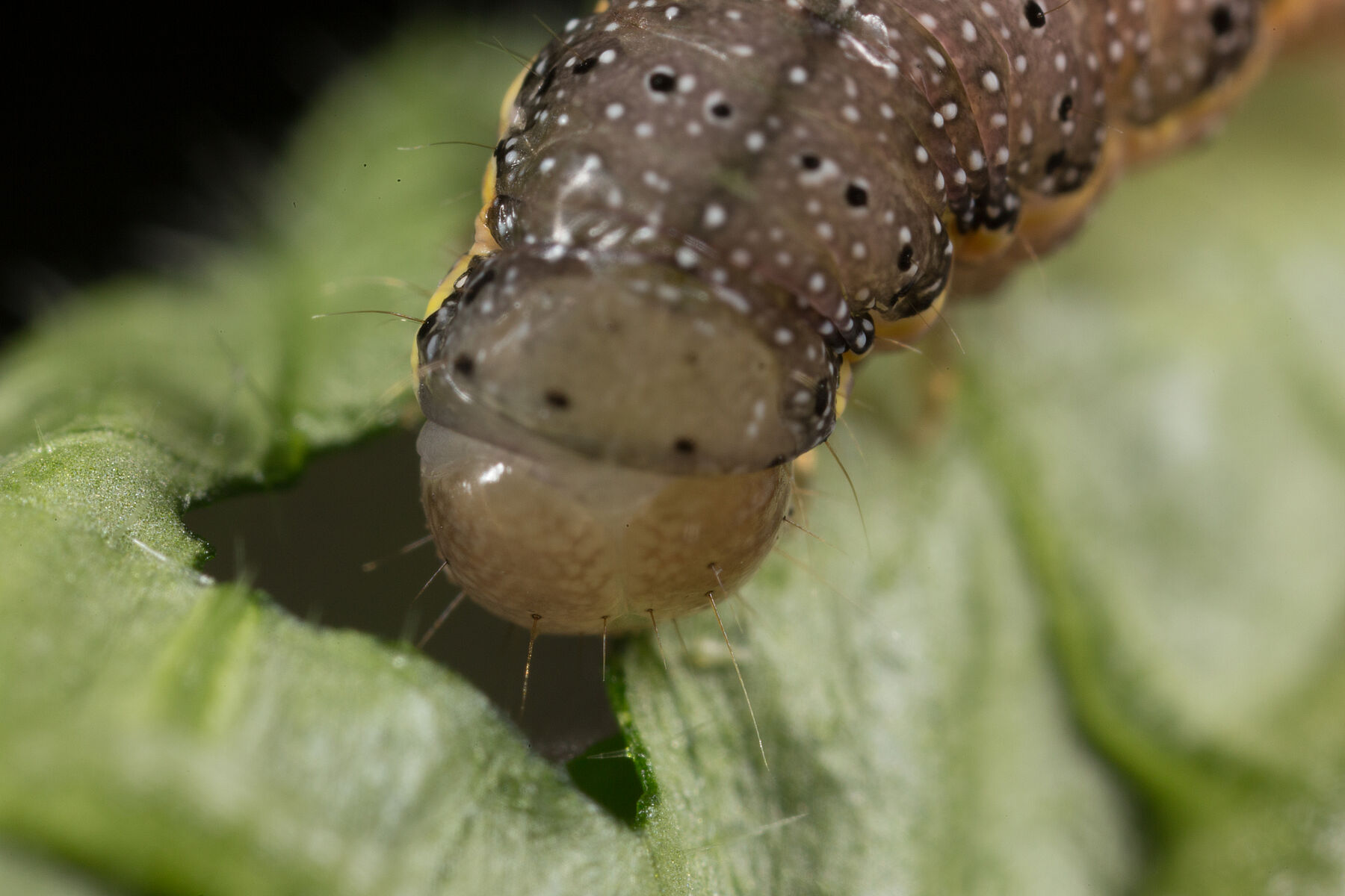 Groente-uil - Bestrijding, schade en ontwikkeling