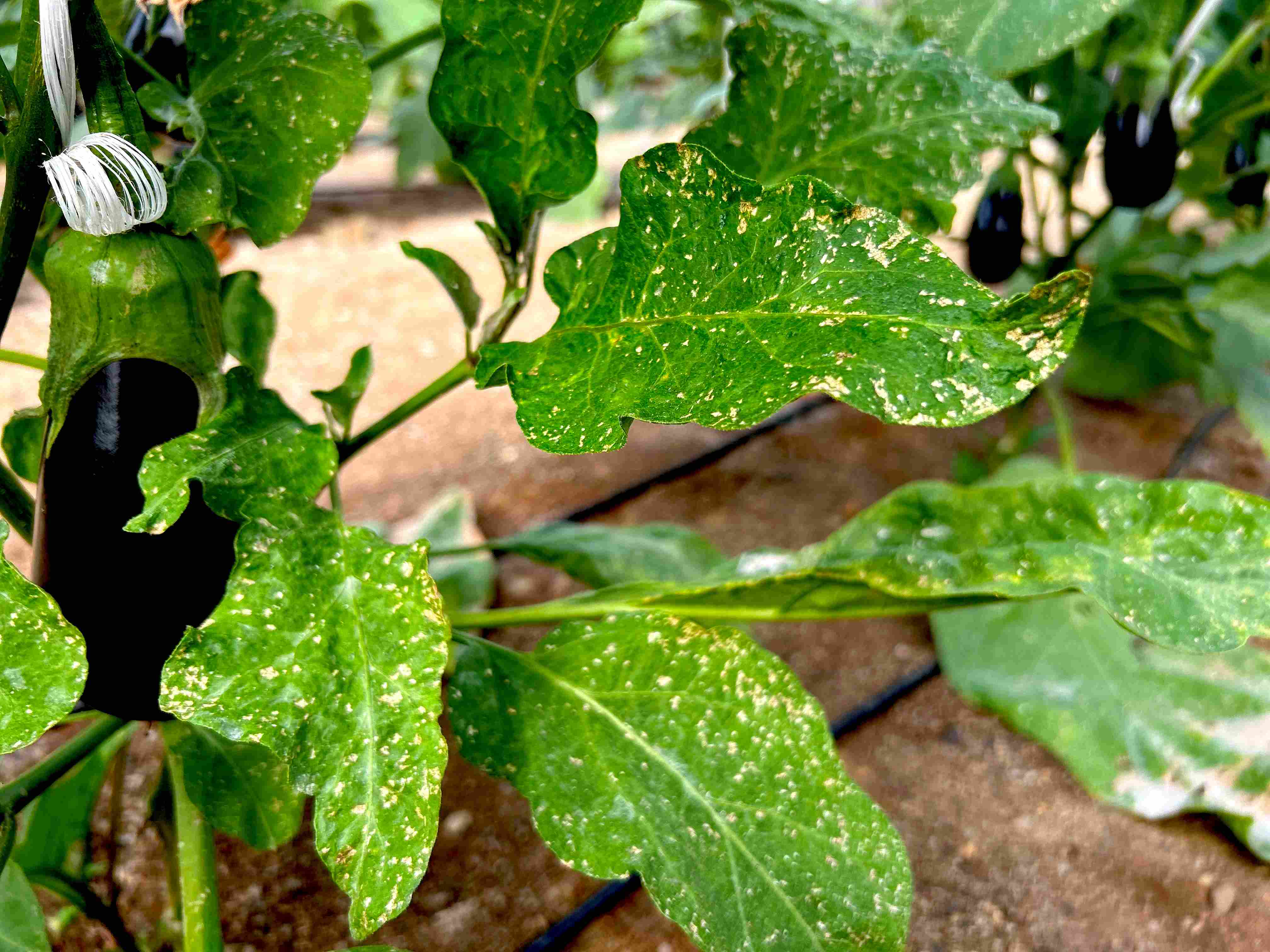 Trips parvispinus - Pepertrips herkennen en bestrijden